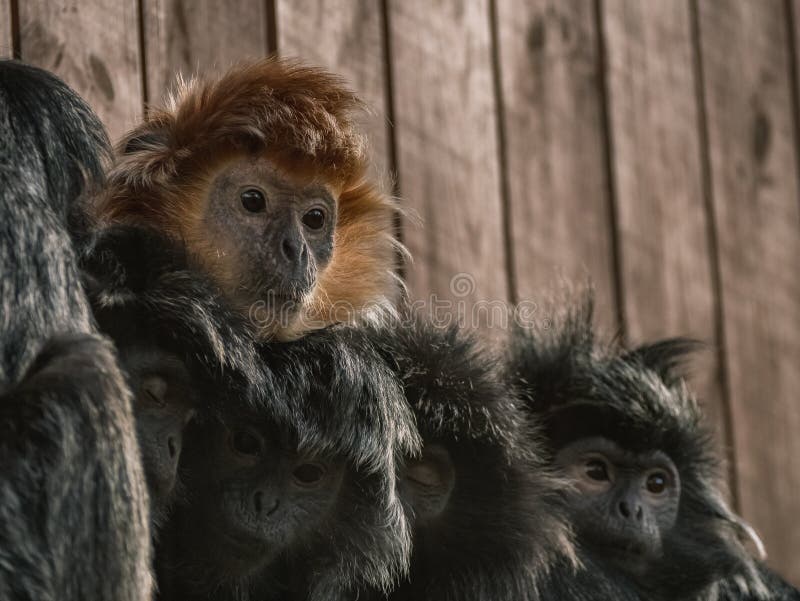 One Red Monkey among Group of Black Monkeys. Stock Photo - Image of ...