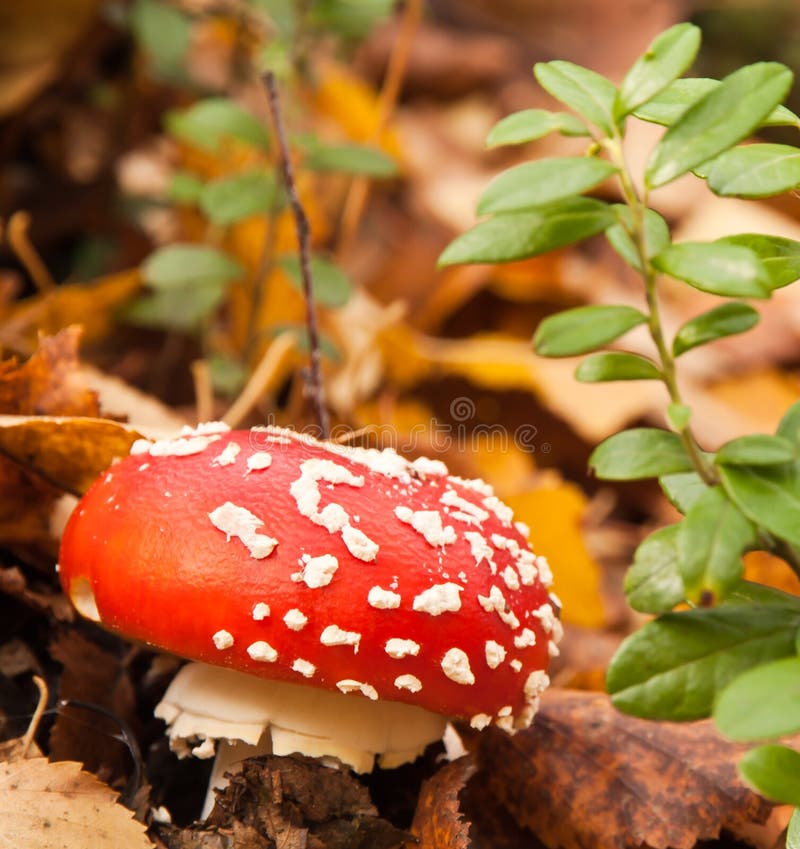 One Red Mushroom (toadstool) Stock Image - Image of autmn, yellow: 16167343