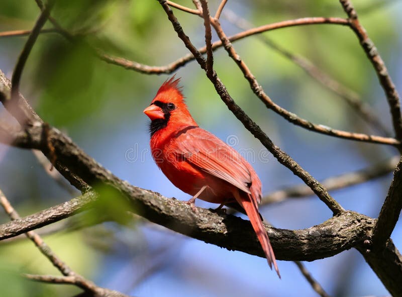 One Red Northern Cardinal Cardinalis Cardinalis Perching in a Tree ...