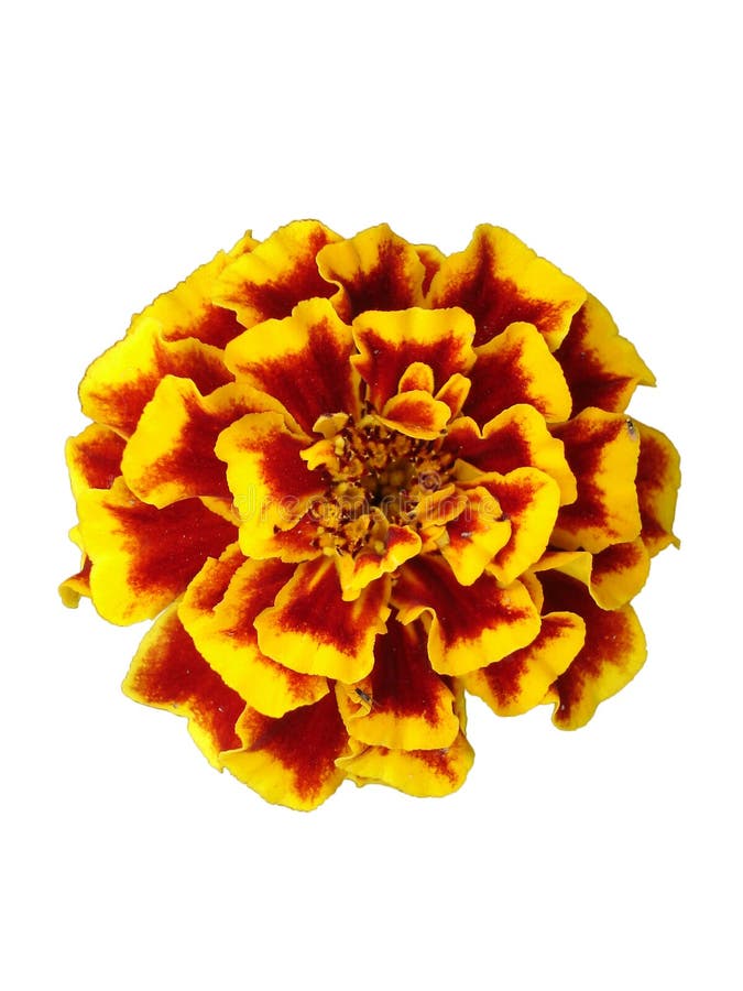 One Red and Orange Marigold Flower Isolated on White Stock Image ...