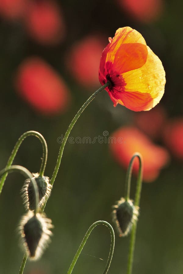 One red Poppy stock image. Image of relax, nature, beauty - 14879299