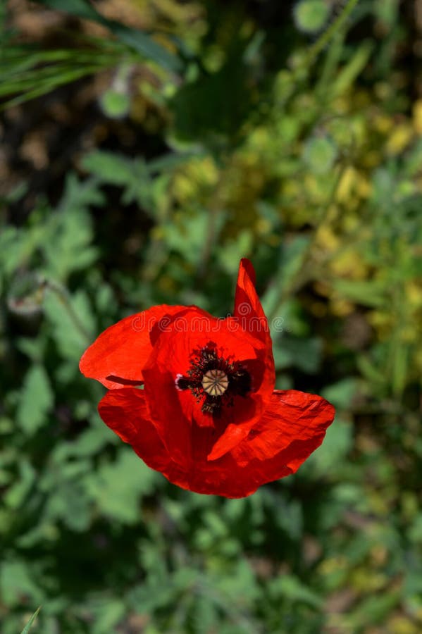One red poppy stock photo. Image of color, poppy, nature - 116531842