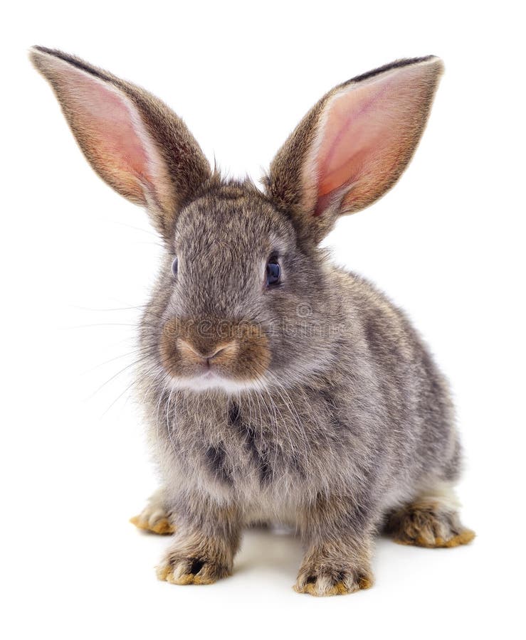 One red rabbit stock image. Image of animal, young, friendly - 269757557