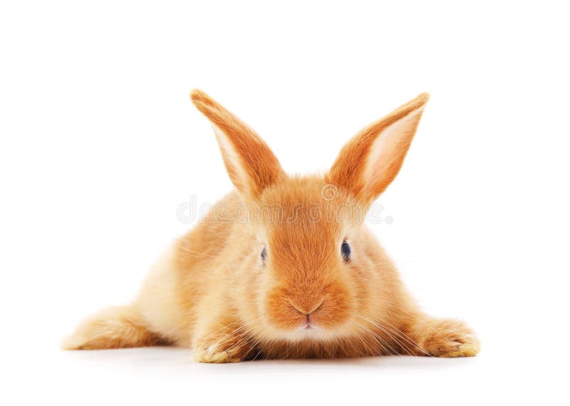 One red rabbit stock photo. Image of animal, coward - 175975058
