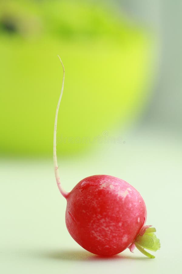 One red radish stock image. Image of fresh, dish, ingredient - 17692429