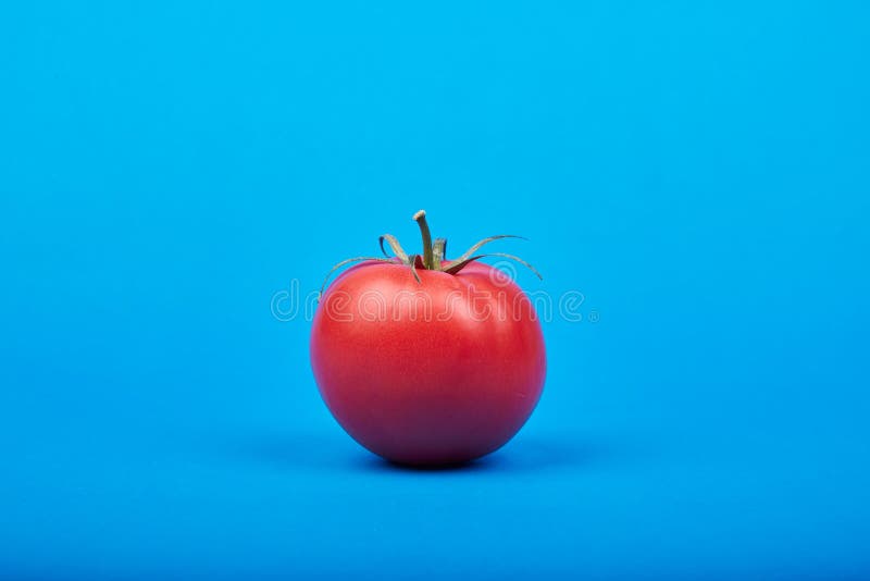 One Ripe Tomato on a Blue Background Stock Image - Image of ripe ...