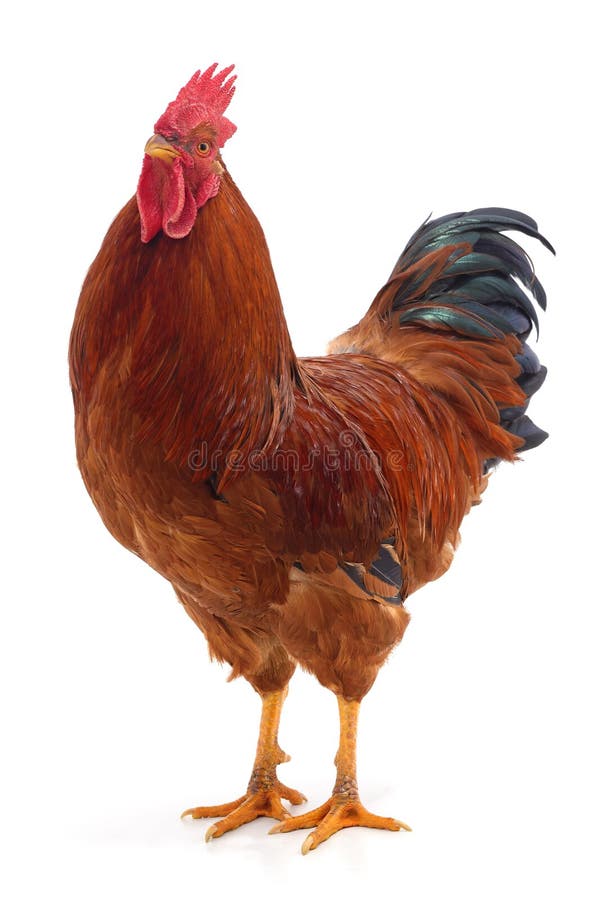 42,488 Red Rooster Stock Photos - Free & Royalty-Free Stock Photos from ...
