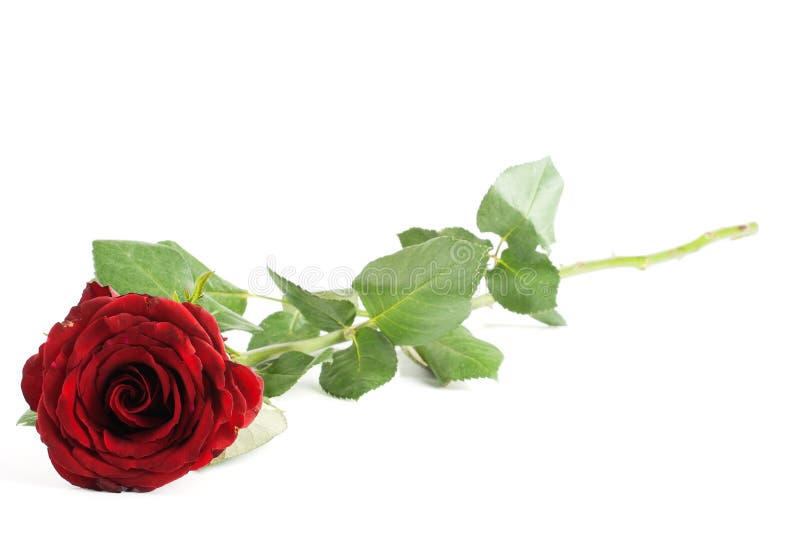 One red rose stock image. Image of studio, single, color - 17913903