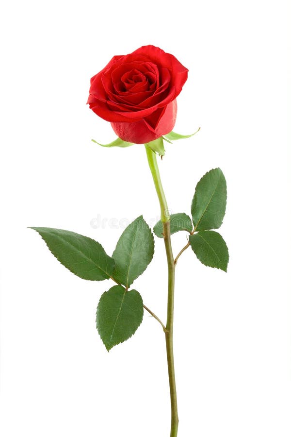 Red rose, long stem stock photo. Image of symbol, background - 17812754