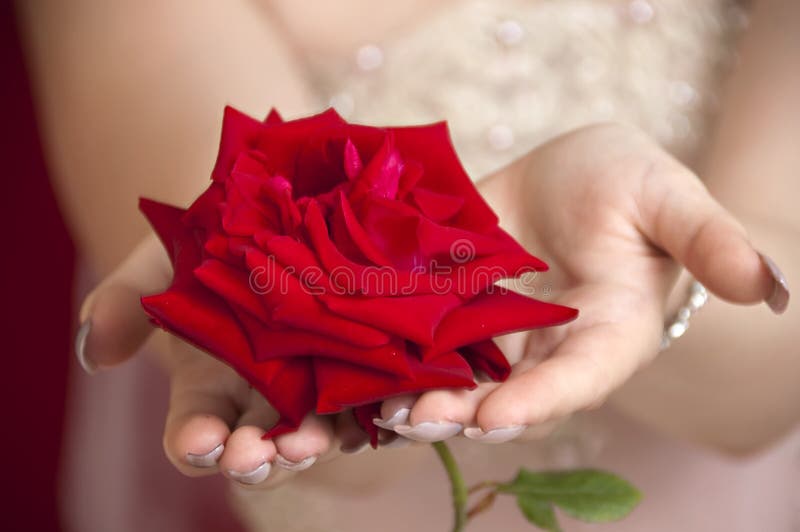 One red rose stock image. Image of wedding, romance, marriage - 24594433