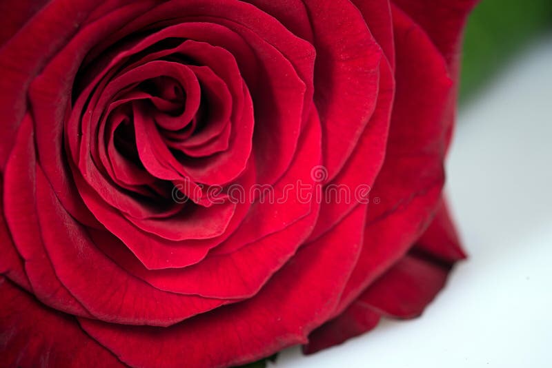 One beautiful rose stock image. Image of bloom, flower - 76738463