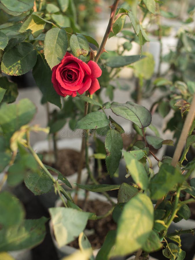 One Red Rose Blooming stock image. Image of bright, leaf - 90014605