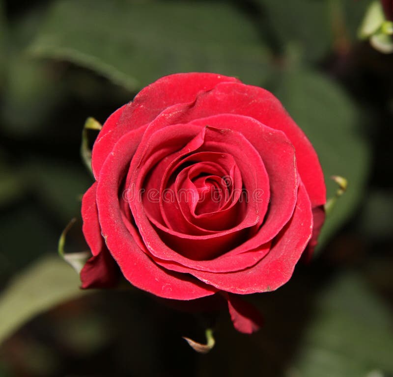 One red rose stock image. Image of bush, valentain, leafs - 40268247