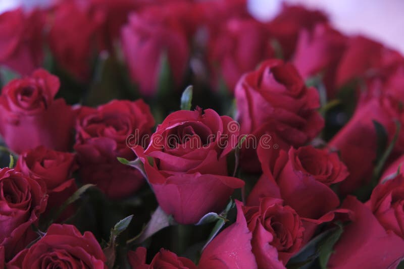 One Red Rose Clearly Sticking Out of Bunch Stock Image - Image of ...