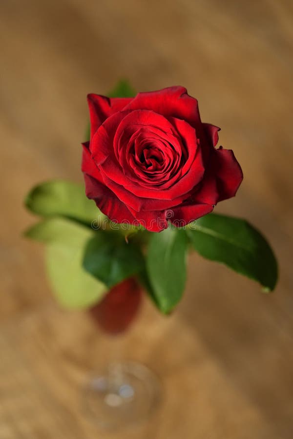 One Red Rose Close Up stock image. Image of love, rose - 242113411