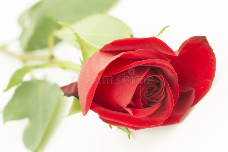 One Red Rose Down on the Table Stock Image - Image of celebration ...