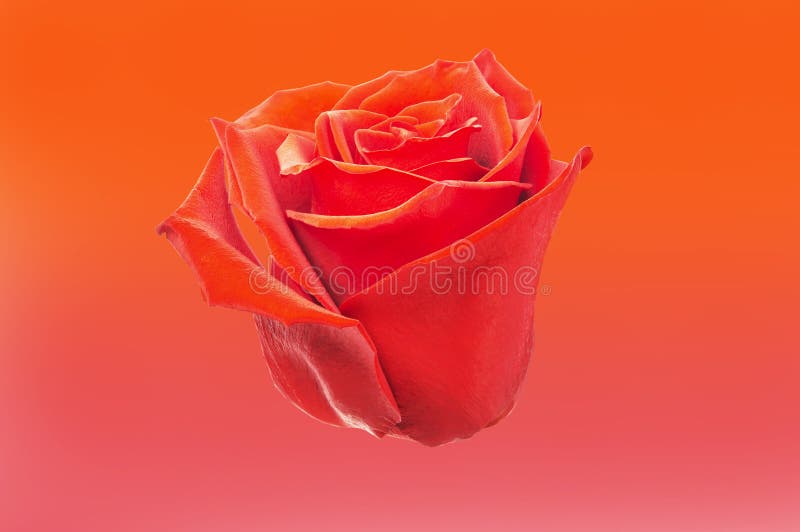 One Red Rose Flower on a Bright Background Stock Image - Image of ...