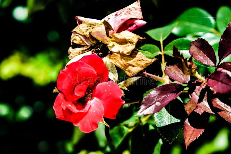 Red rose and dead rose stock photo. Image of petal, natural - 107848330