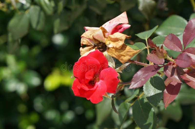 Red rose and dead rose stock image. Image of petal, garden - 107848393
