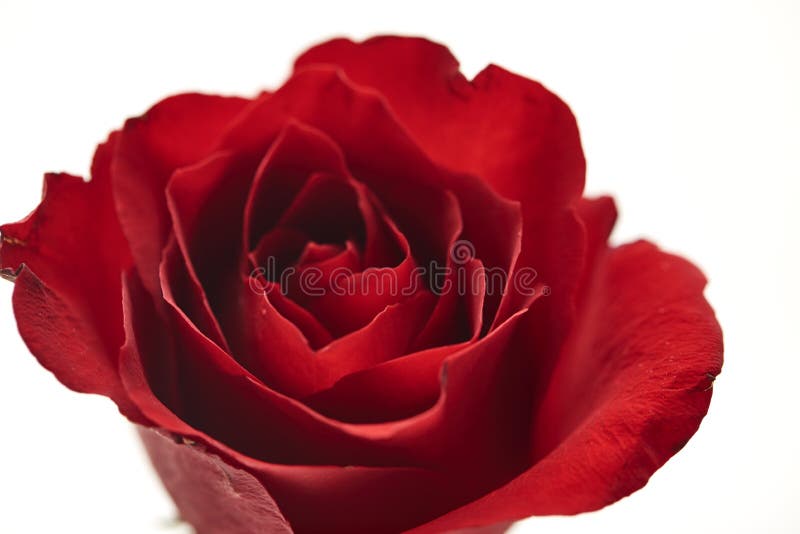 One Red Rose Flower Head on White Stock Photo - Image of plant, nature ...