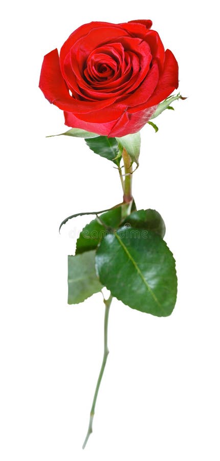 One Red Rose Picture. Image: 17913929