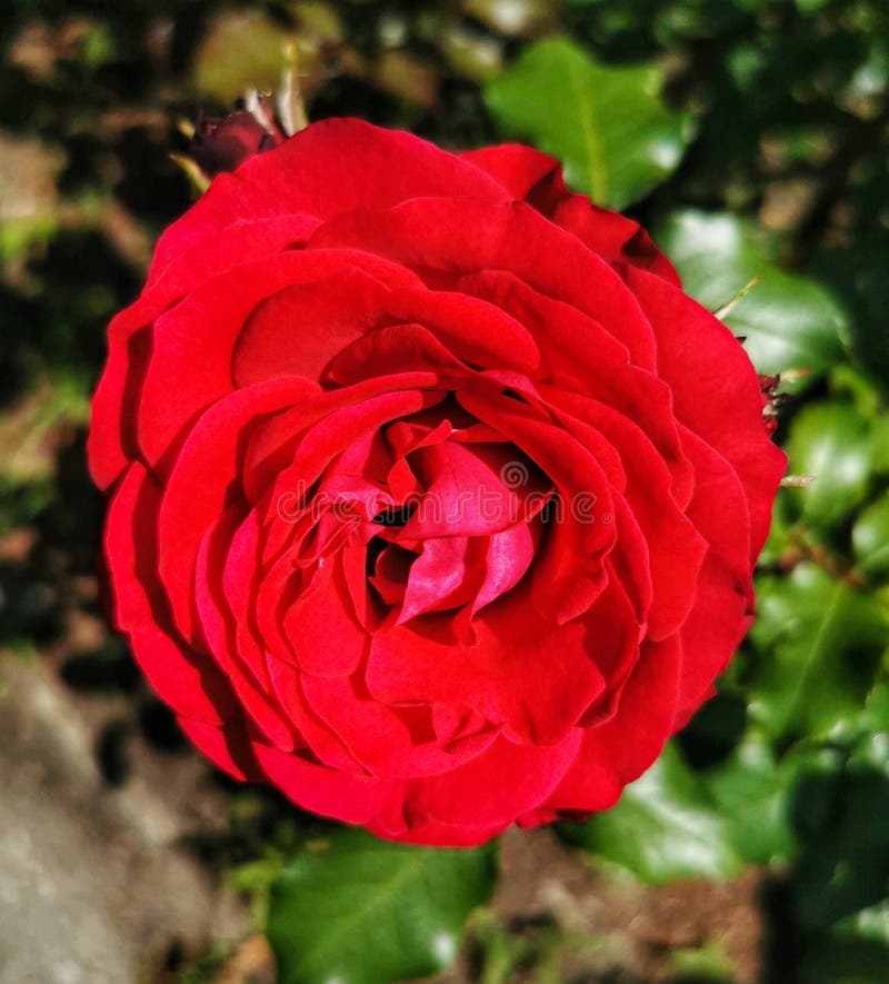 One red rose flower. stock photo. Image of fiery, bright - 221627050