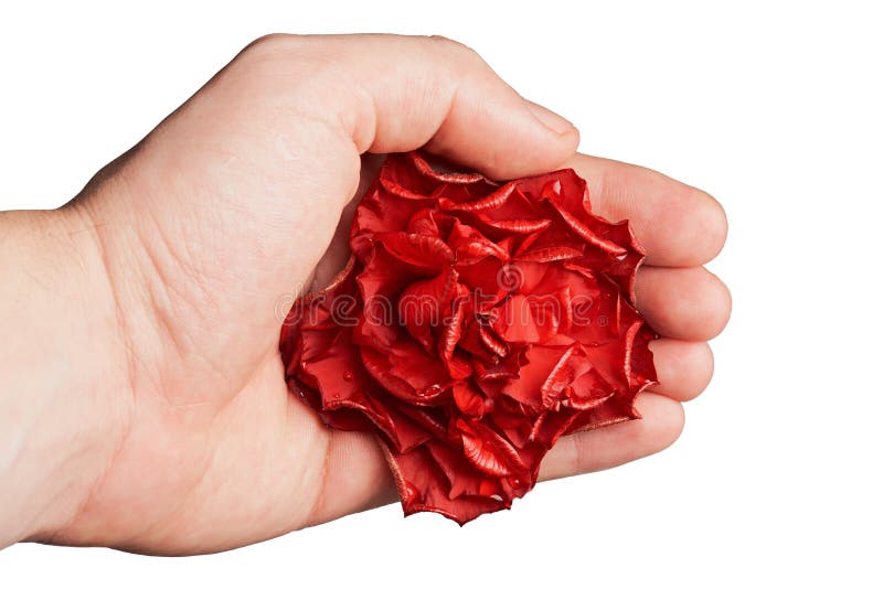 One red rose in hand stock image. Image of hand, natural - 77783887