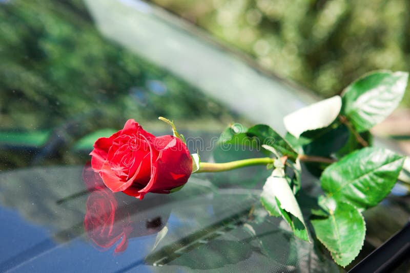 One Red Rose on the Hood of the Car Stock Photo - Image of petal, plant ...