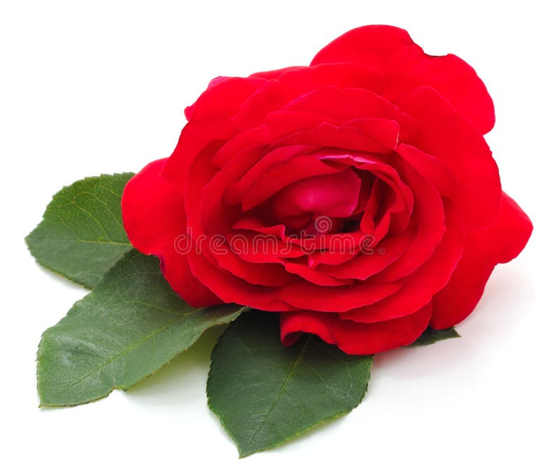 One red rose stock image. Image of blossom, garden, fragility - 166886185