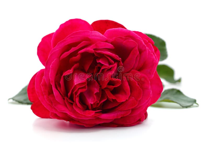 One red rose stock photo. Image of nature, springtime - 177744240