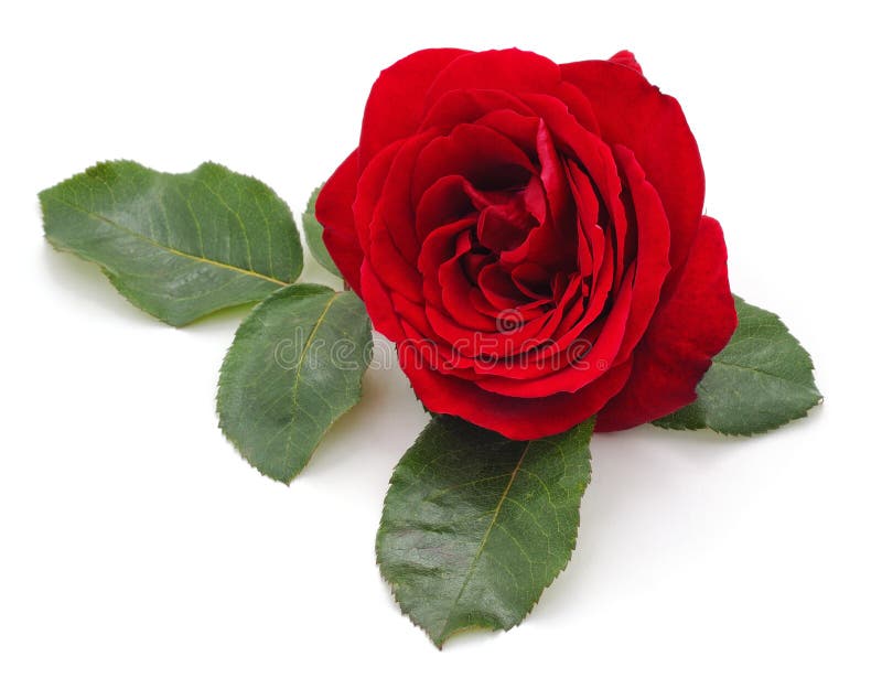 One red rose stock image. Image of blossom, beauty, head - 192766613