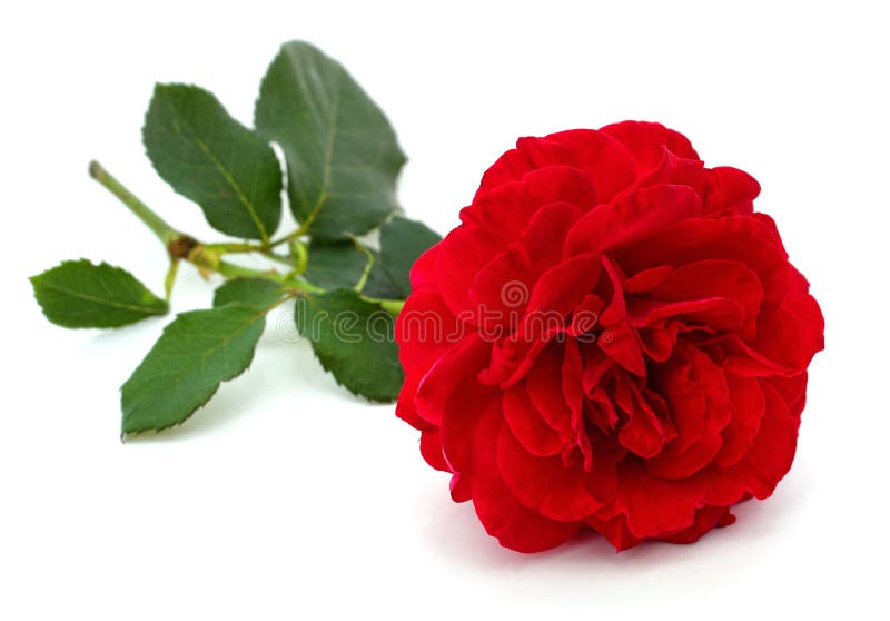 One red rose stock image. Image of nature, flowerbed - 197812003
