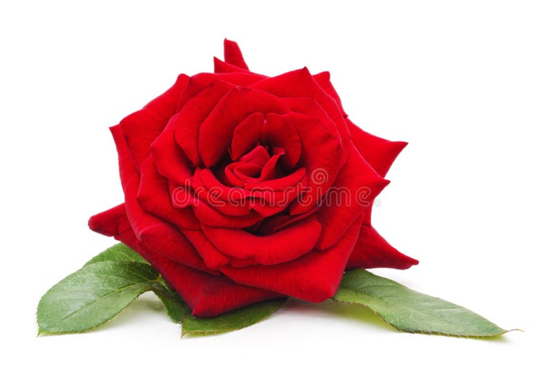 One red rose stock photo. Image of passion, isolated - 198593074