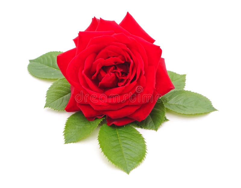 One red rose stock photo. Image of blossom, background - 276882418
