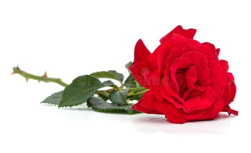 One red rose stock photo. Image of white, blossom, fragility - 277556668
