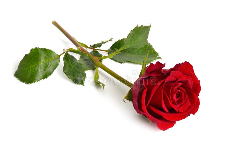One Red Rose Isolated on White Background. Full Dept of Field Stock ...