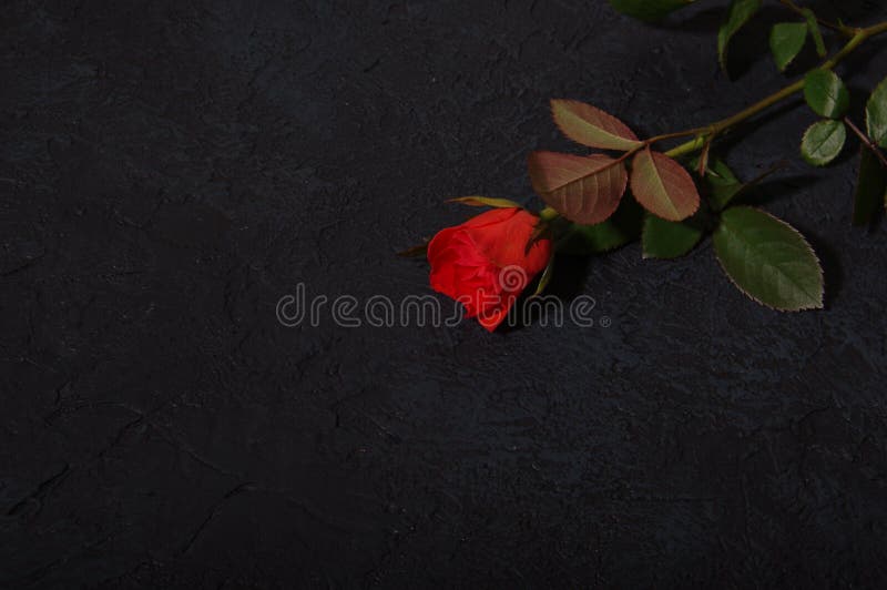 One Red Rose is Lying on a Dark Table Stock Photo - Image of blossom ...