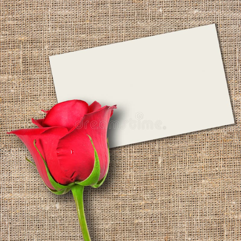 One Red Rose And Message-card Stock Photo - Image of close, head: 14879640