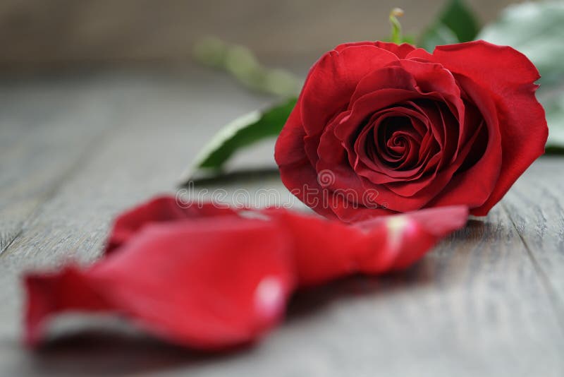 One Red Rose on Oak Wood Table Stock Photo - Image of flora, petal ...