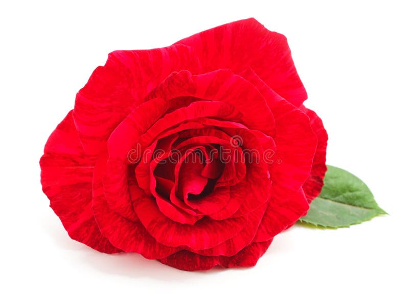 One red rose stock image. Image of rose, closeup, beauty - 168729659