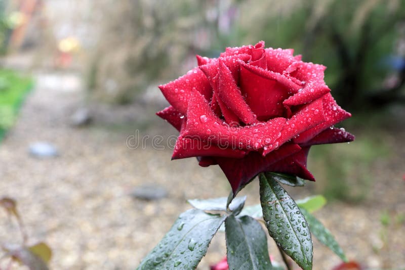 One Red Rose with Water Droplets Stock Image - Image of outdoor, formal ...