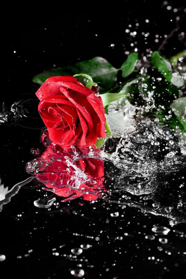 One Red Rose with Water Drops Lying on Black Stock Photo - Image of ...
