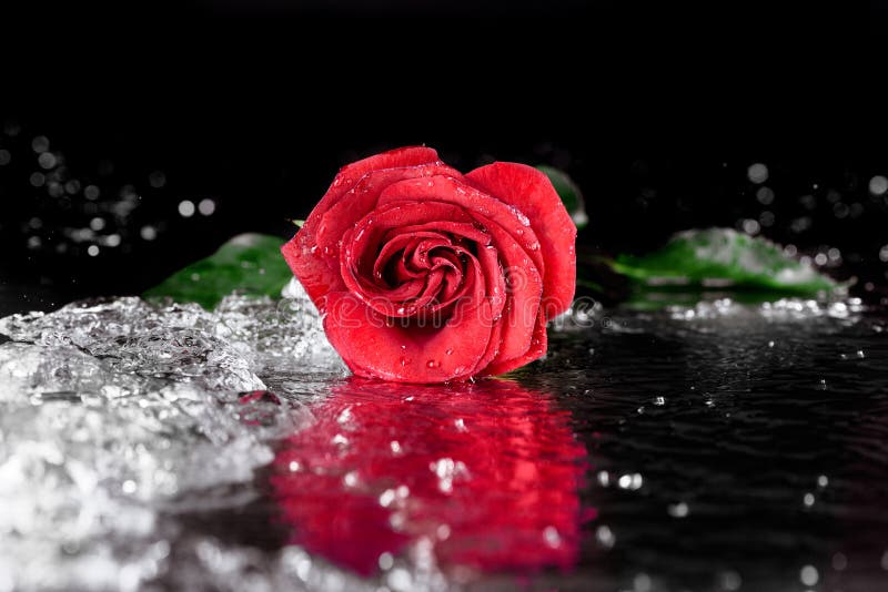 One Red Rose with Water Drops Lying on Black Stock Photo - Image of ...