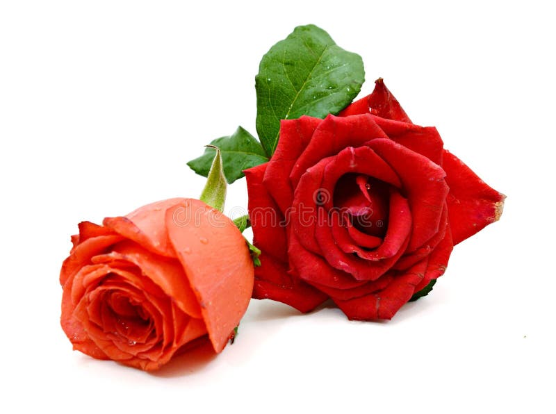 One red rose. stock image. Image of valentin, plant - 201129017