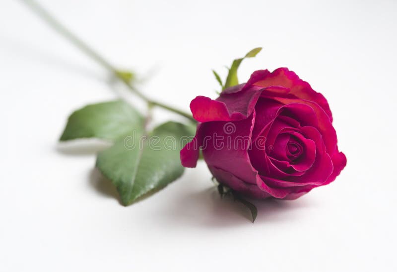 One Red Rose on a White Background Stock Image - Image of floral, rose ...