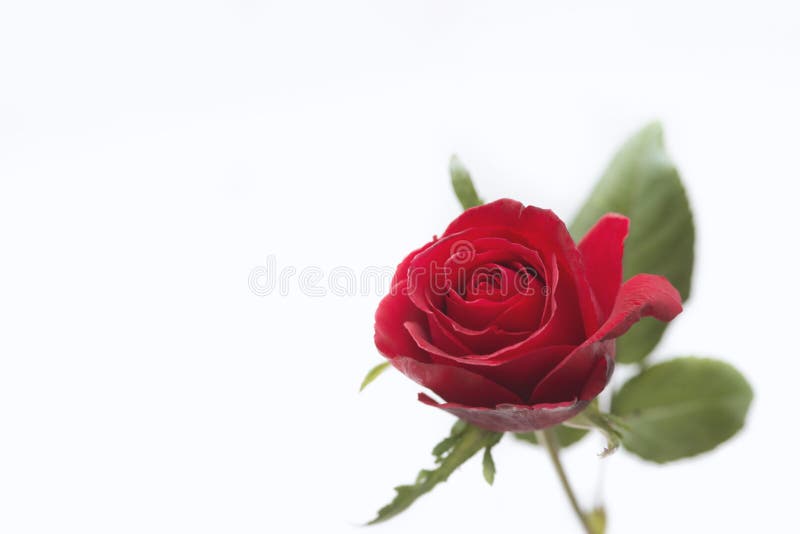 One Red Rose on a White Background Stock Image - Image of isolated ...