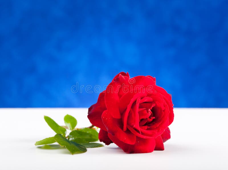 Single Red Rose Lay Down White Table Stock Photos - Free & Royalty-Free ...