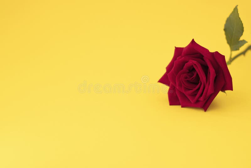 One Red Rose on Yellow Background with Space for Your Text Stock Image ...