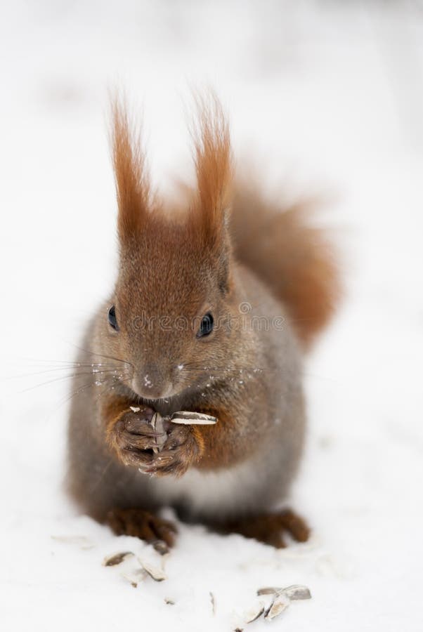 One Red Squirrel Eating in Snow. Stock Photo - Image of squirell ...