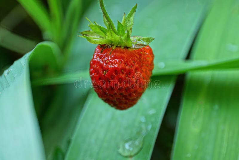One Red Strawberry on a Stalk Stock Image - Image of harvest, food ...
